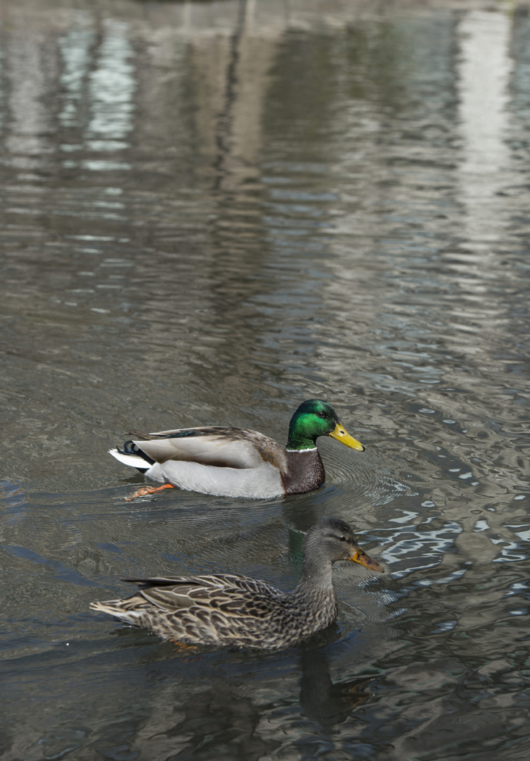 Campus in Spring | UChicago News